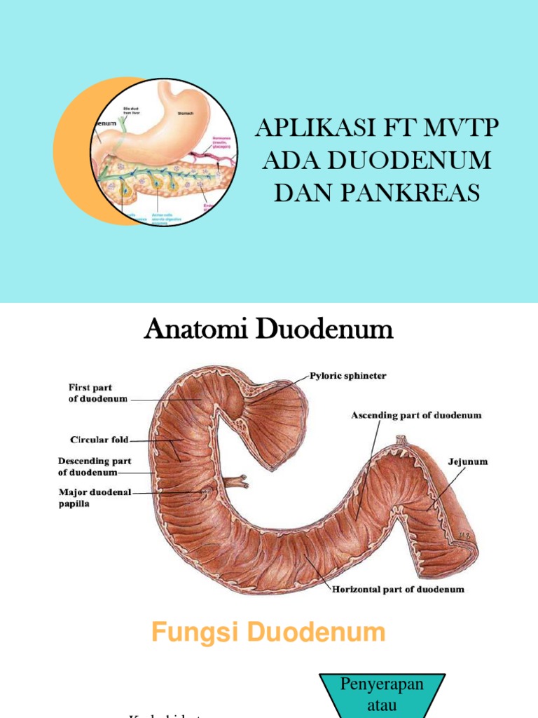 Aplikasi FT MVTP Ada Duodenum Dan Pankreas | PDF | Pancreas | Digestive ...