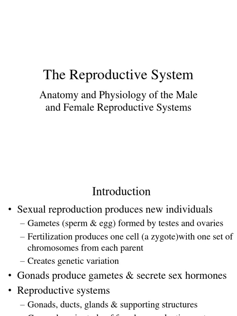 Anatomy and Physiology of Reproductive Systems | PDF | Menstrual Cycle ...