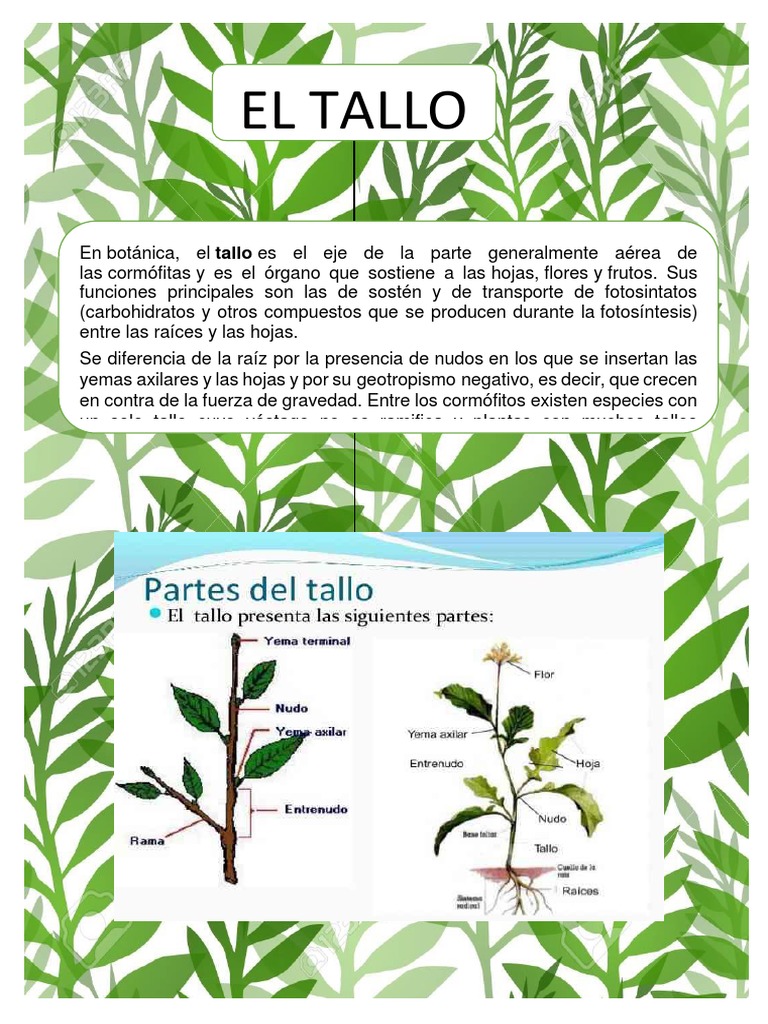 Tallos 2 | PDF | Tallo de la planta | Morfología Vegetal