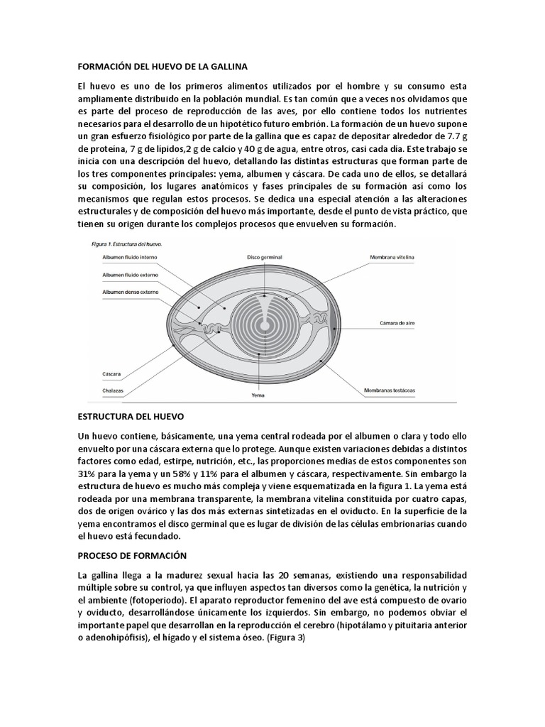 Formación Del Huevo de La Gallina | Huevo | Yema de huevo