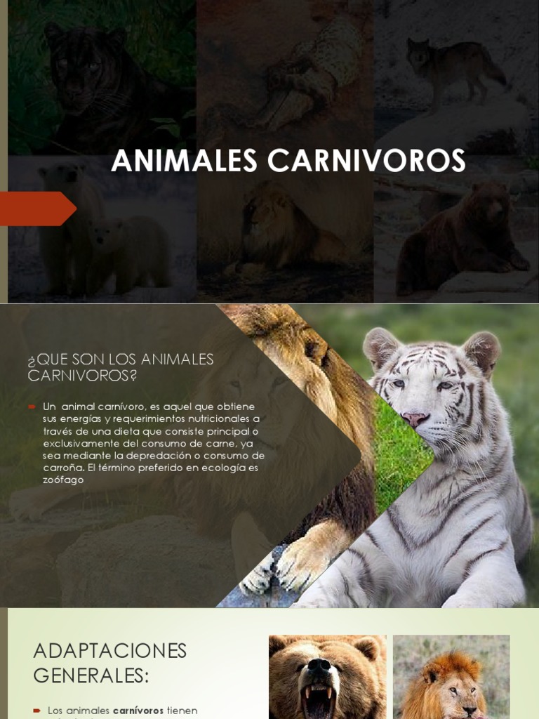 Características de Animales Carnívoros | PDF | Hogar, jardinería y ...