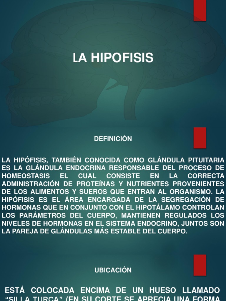 Funciones y Ubicación de la Hipófisis | PDF | Glándula pituitaria | Hormona