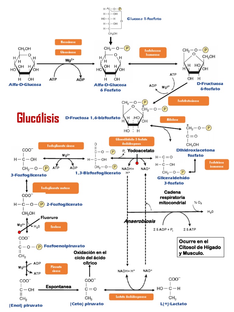 Glucolisis | PDF | Glucólisis | Procesos celulares