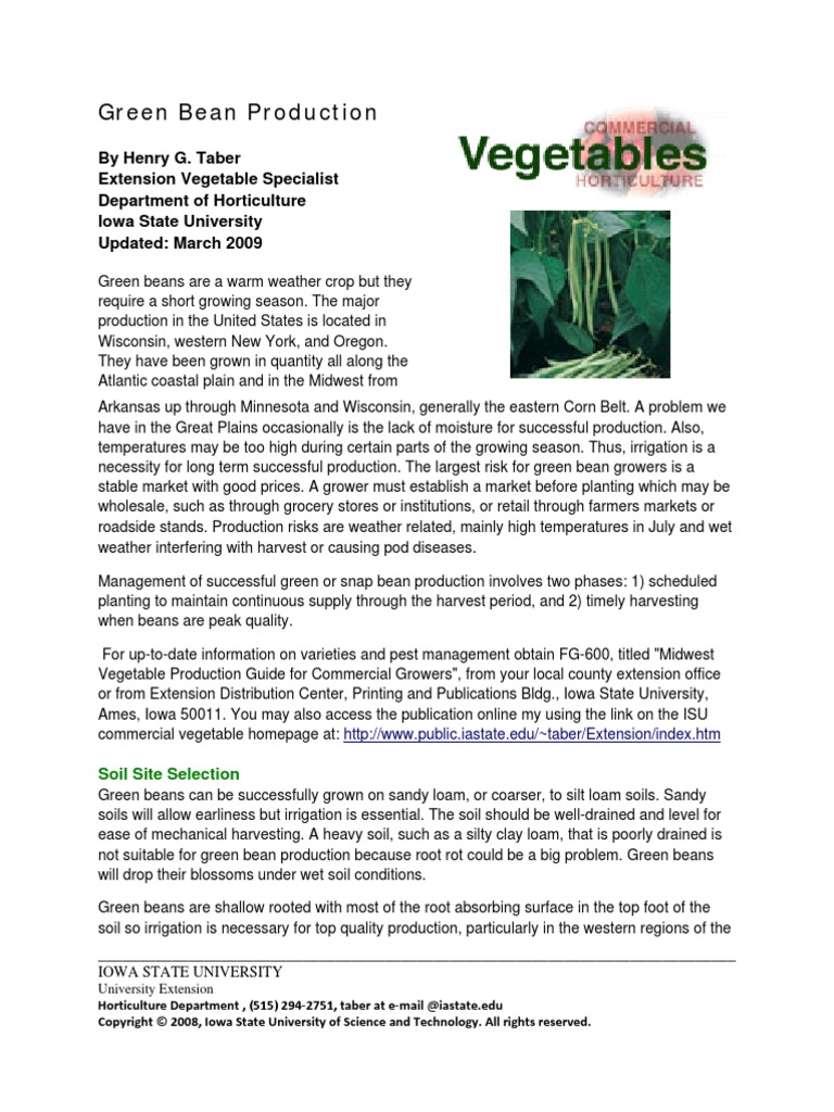 Green Beans | PDF | Legume | Soil