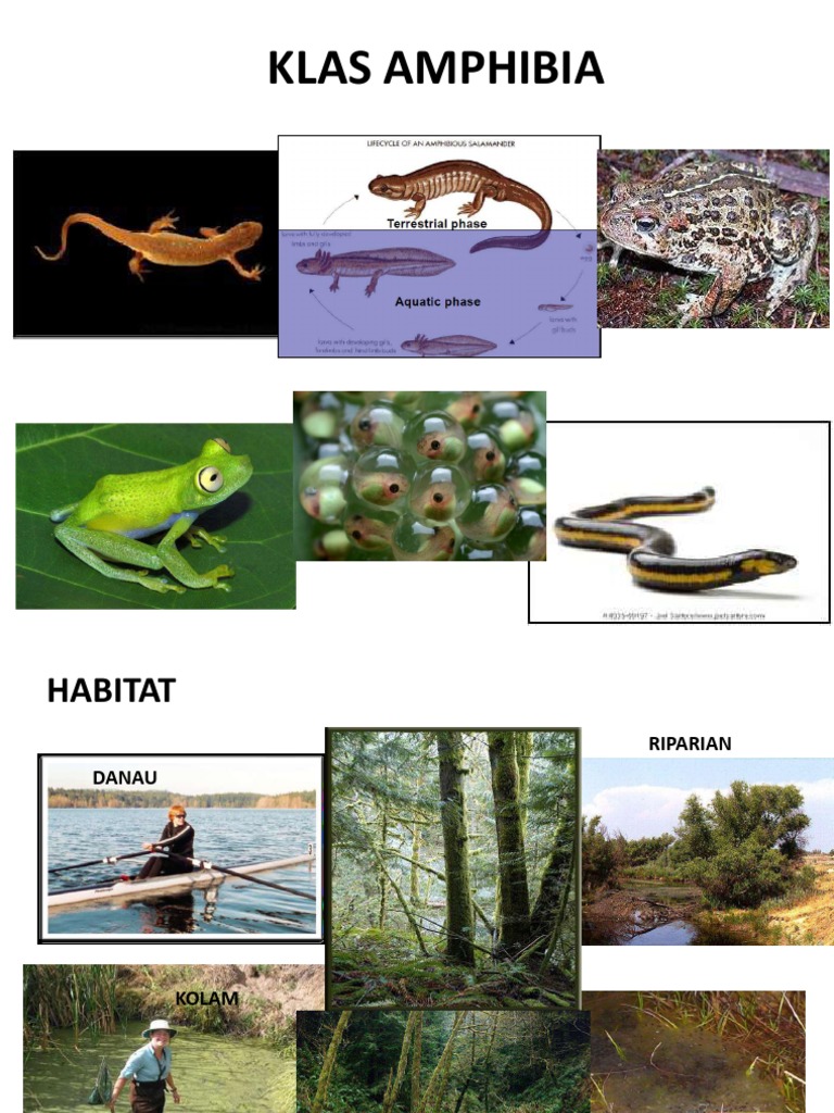 Habitat dan Karakteristik Amphibia | PDF | Sains & Matematika
