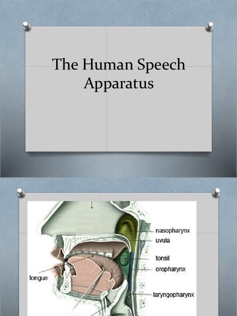 Human Speech Apparatus | PDF | Larynx | Mouth
