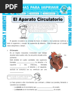 Sopa de Letras: Sistema Circulatorio | PDF