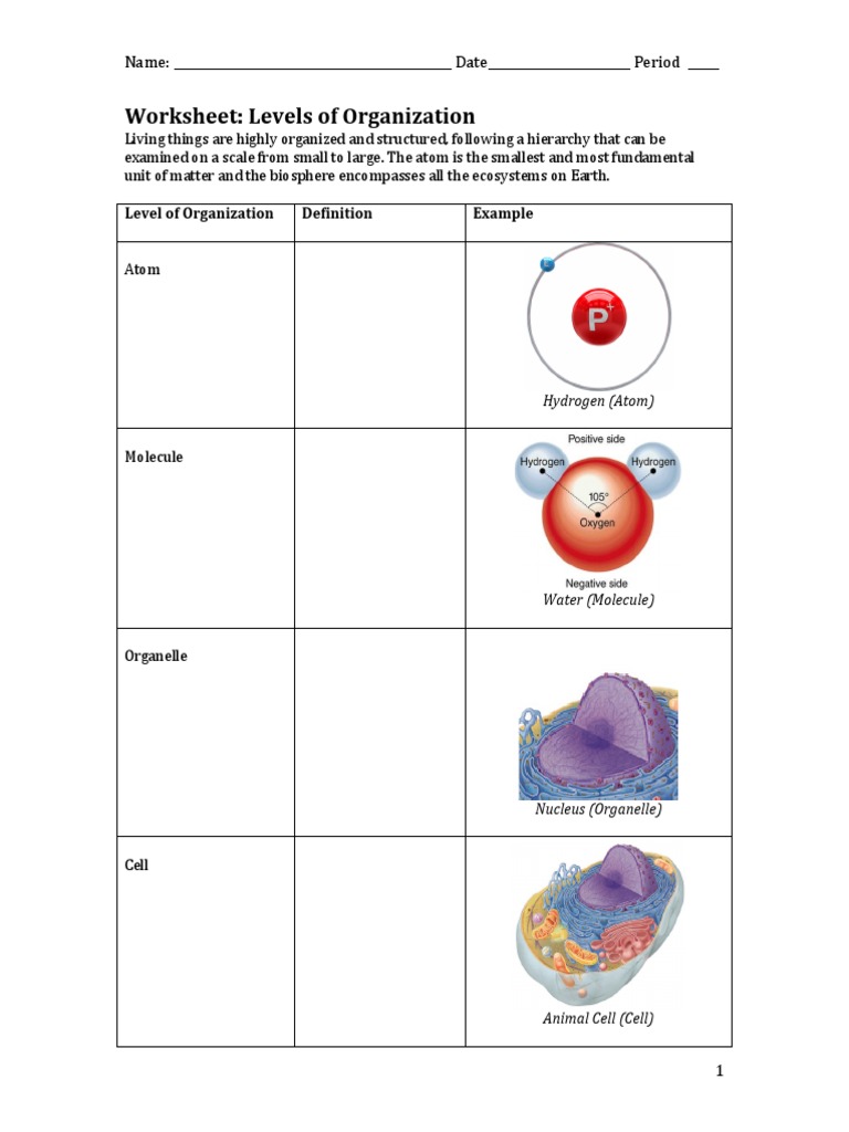 Worksheet - Levels of Organization PDF | PDF | Organ (Anatomy) | Cell ...