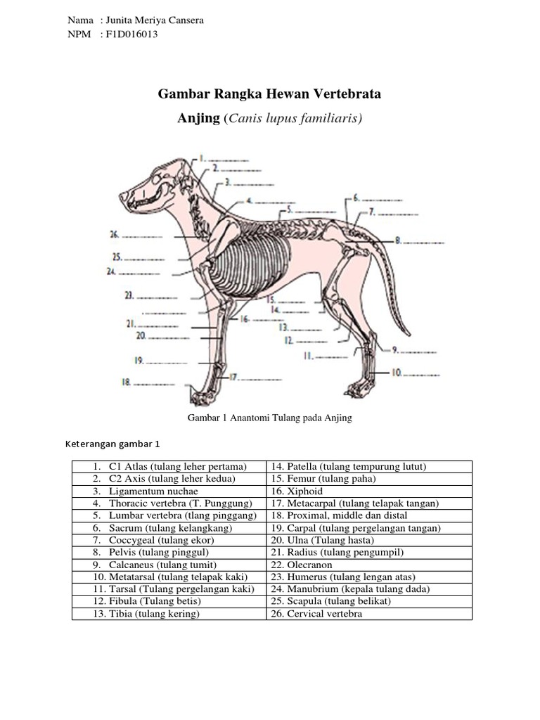 Anatomi Rangka Anjing secara Detail | PDF | Ilmu Sosial