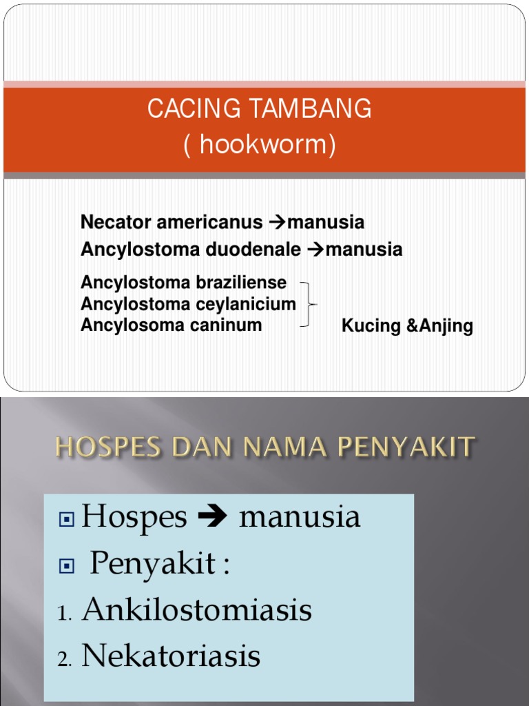 Cacing Tambang | PDF