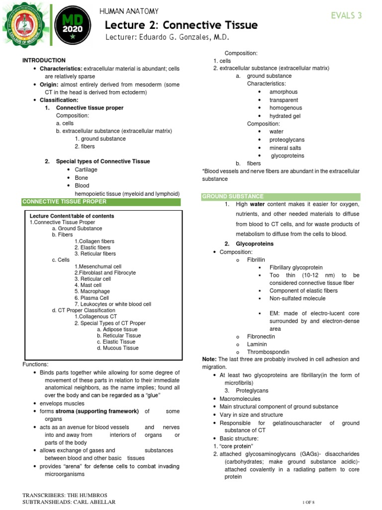 Connective Tissue | PDF | Connective Tissue | Fibroblast