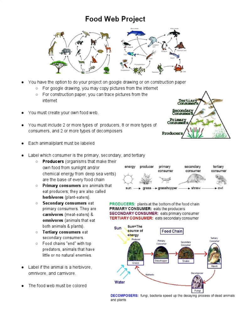 Food Web Project | PDF | Science & Mathematics | Technology & Engineering