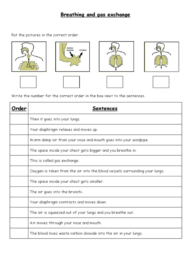 Breathing and Gas Exchange | PDF