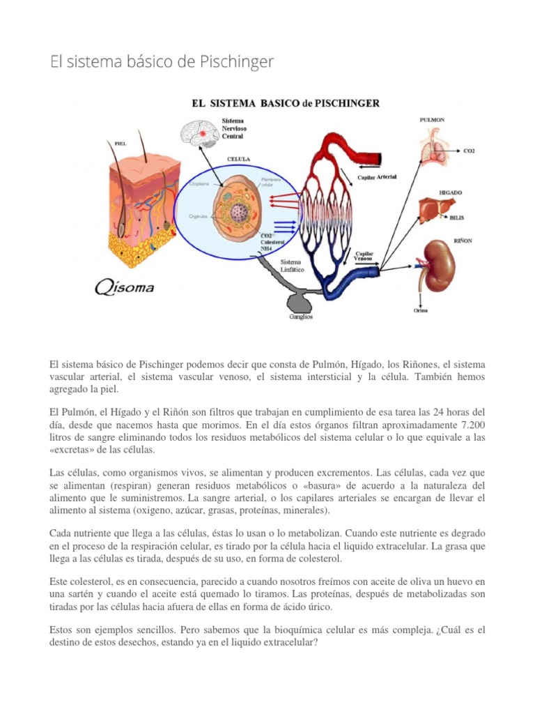 El Sistema Básico de Pischinger | PDF | Metabolismo | Biología