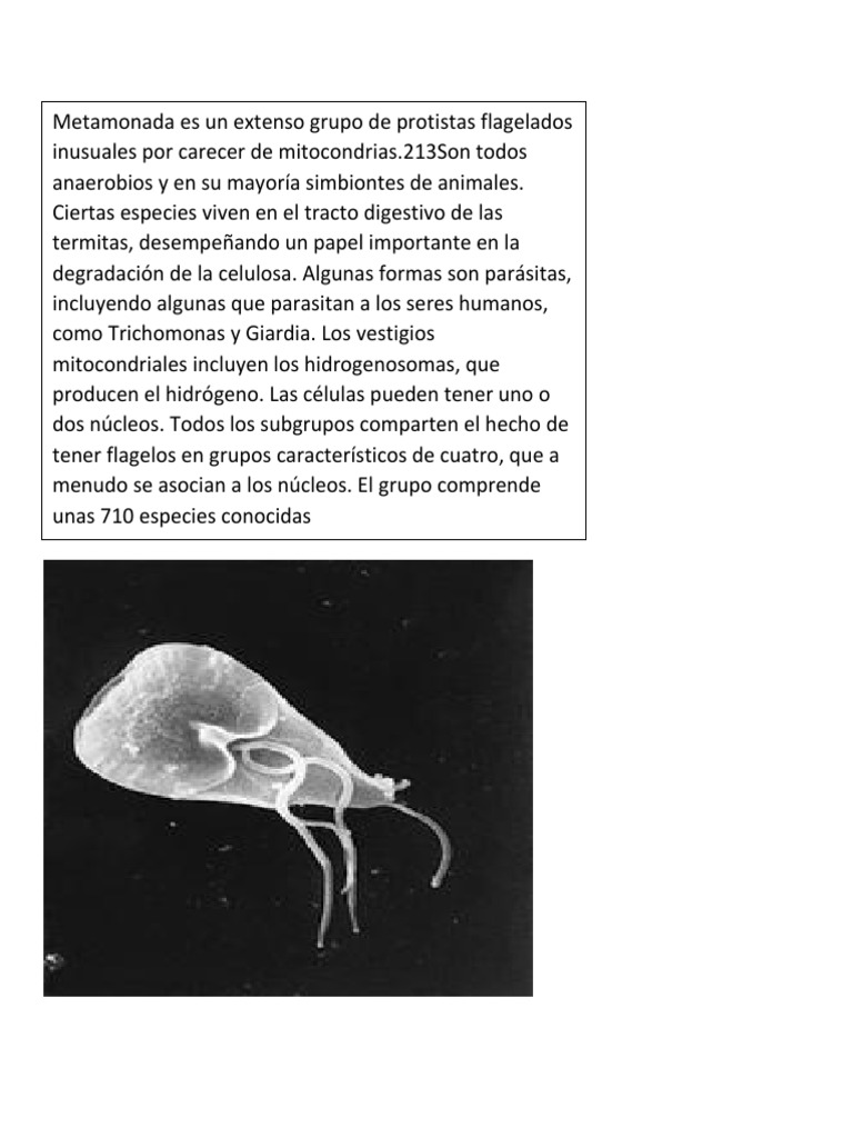 METAMONADA | PDF | Organismos | Biología