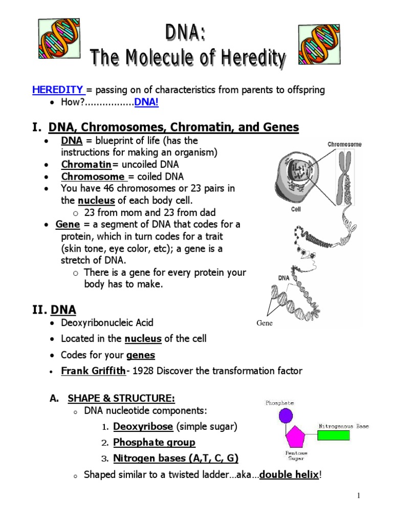 Dna Transparency Teacher | PDF | Translation (Biology) | Messenger Rna