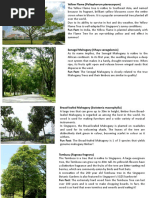 Non Bearing Fruit Trees | PDF | Trees | Botany