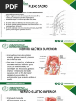 Foramen Ciático Mayor y Menor | PDF | Historia