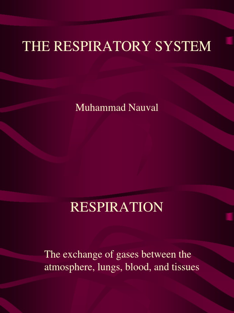 Anatomy of Respiratory System | PDF | Respiratory Tract | Lung