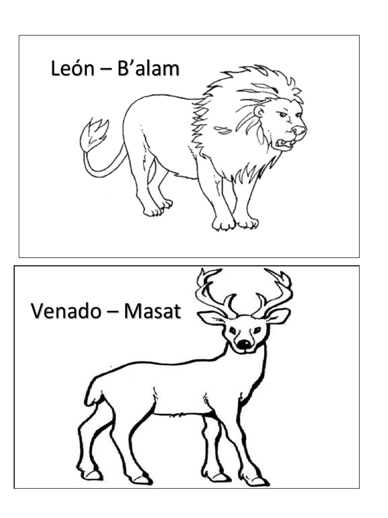 Animales Salvajes en Mam | PDF