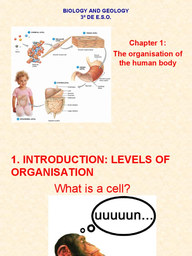 Ejercicios Del Tema 5 | PDF | Cell Nucleus | Cell (Biology)