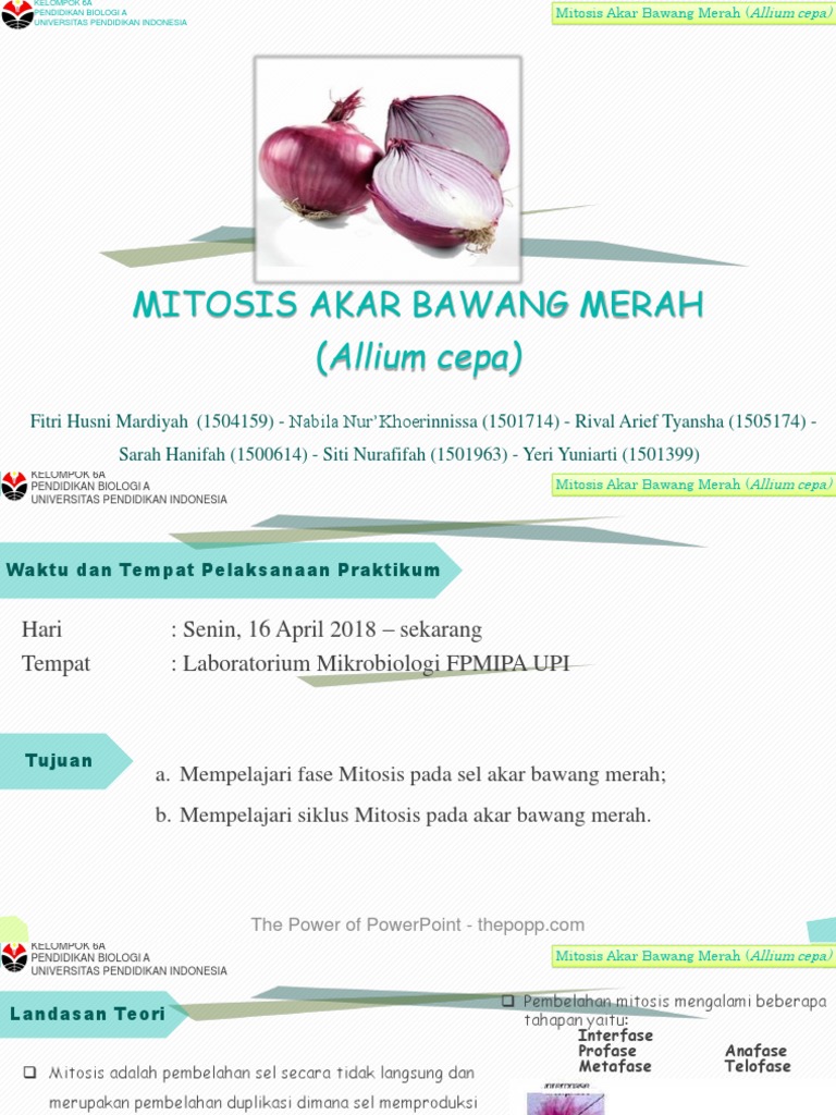 Mitosis Akar Bawang Merah (Allium Cepa) | PDF