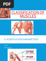 Muscle Length Test | PDF | Anatomical Terms Of Motion | Elbow