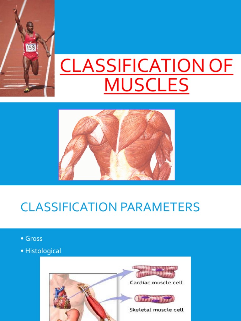 Classification of Muscles | Skeletal Muscle | Muscle