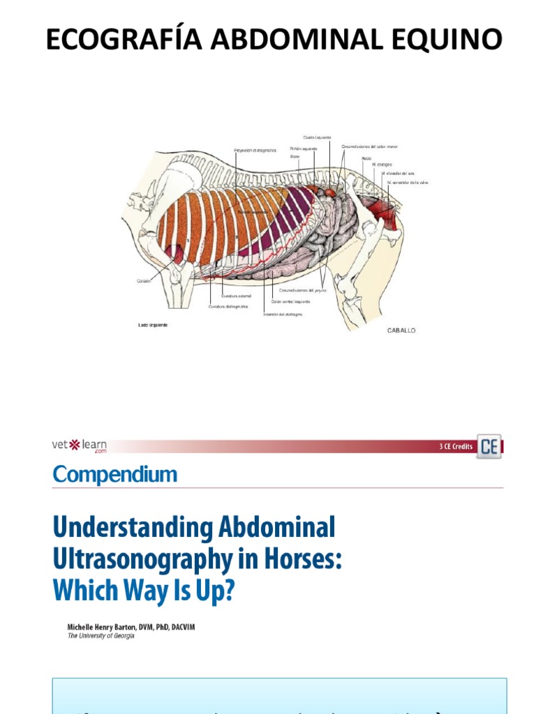 Eco Abdomen Equino | PDF | Intestino grueso | Ultrasonido médico