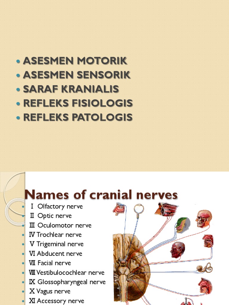 Asesmen Motorik Asesmen Sensorik Saraf Kranialis Refleks Fisiologis ...