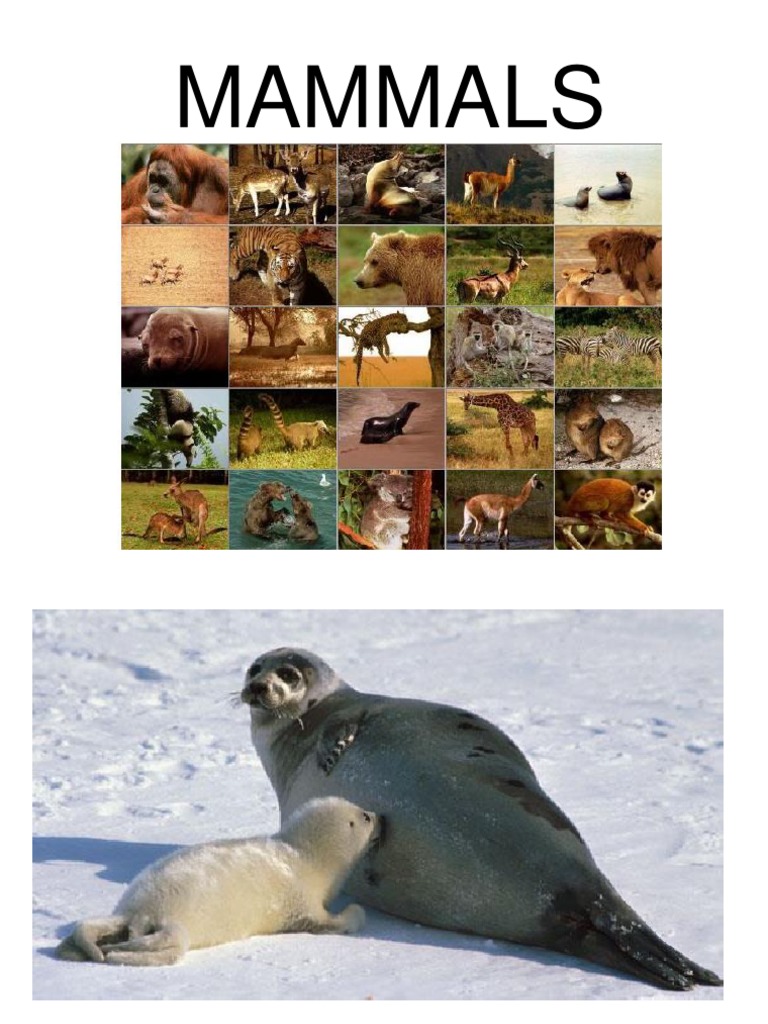 Mammals Powerpoint