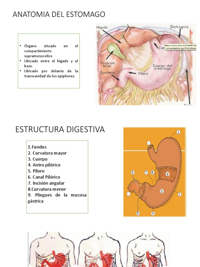 Anatomía del Estómago y sus Estructuras | PDF