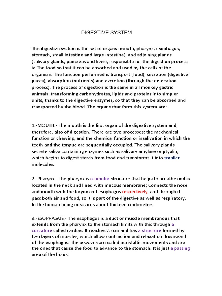 Digestive System Explained | PDF | Digestion | Human Digestive System