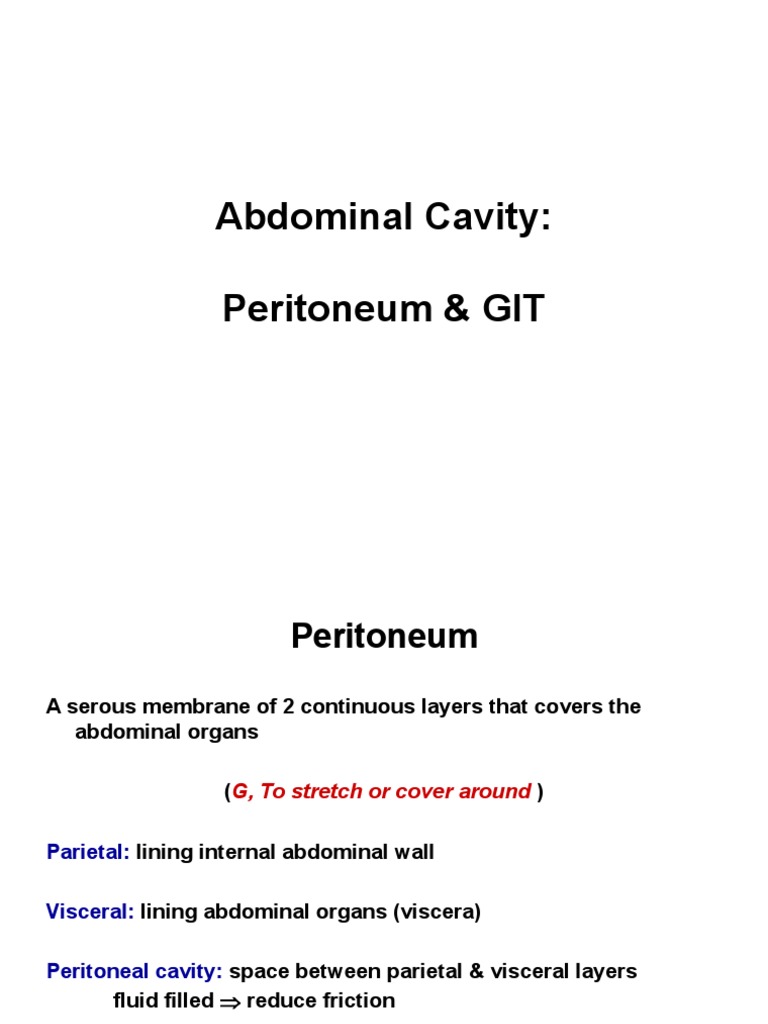 Anatomy of the Abdominal Peritoneum | PDF | Peritoneum | Stomach