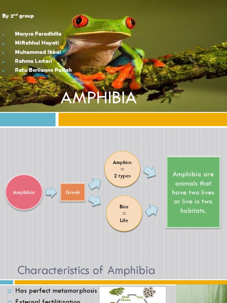 Amphibia | PDF
