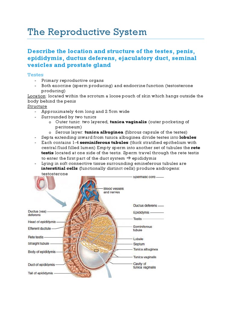 The Reproductive System | Download Free PDF | Menstrual Cycle | Ovary