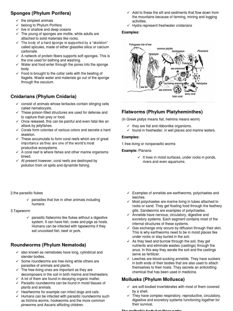 Animal Kingdom Biology | PDF | Sponge | Mollusca