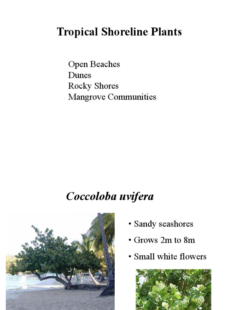 Tropical Shoreline Plants: Open Beaches Dunes Rocky Shores Mangrove ...