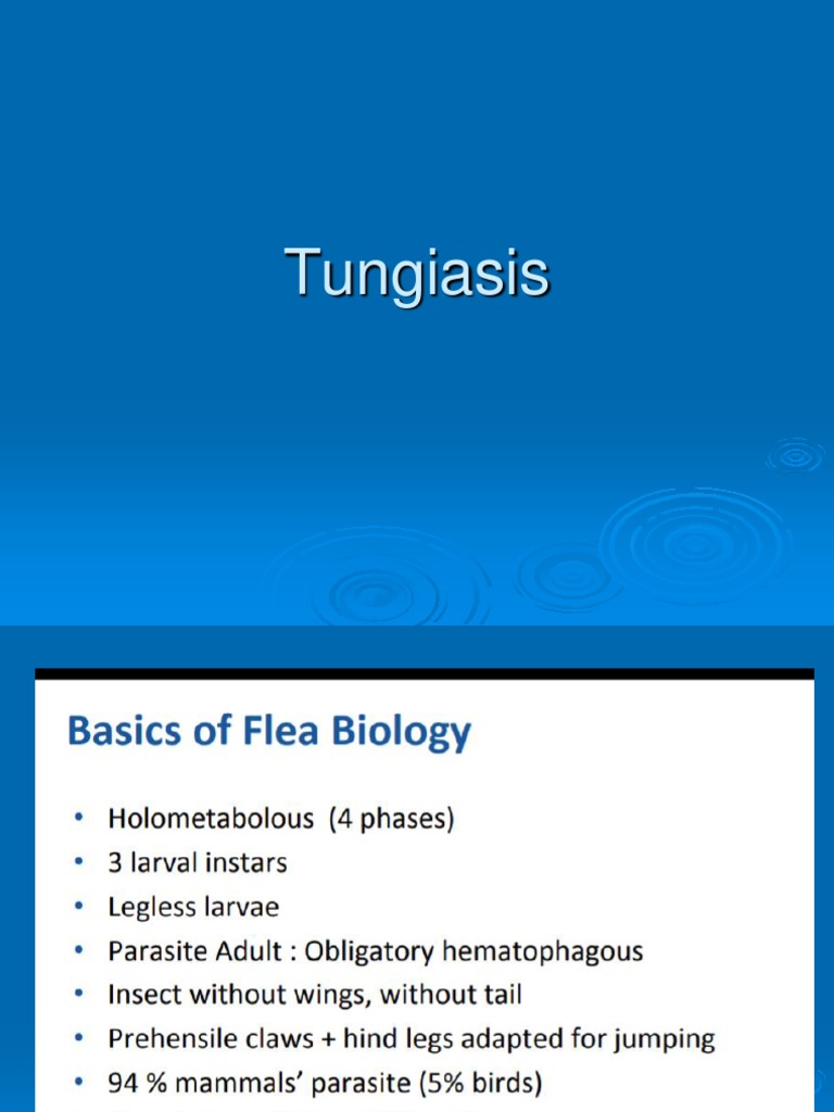 Parasite Infestation Tungiasis (Parasitologi) | PDF | Diseases And ...