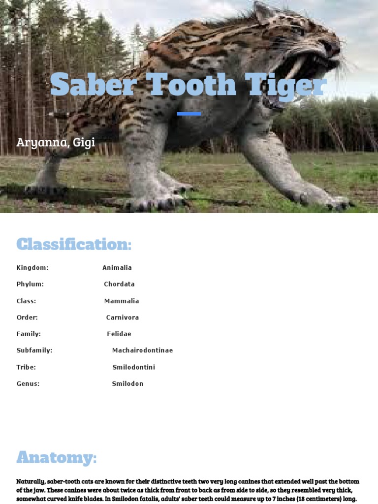 Saber Tooth Tiger | PDF | Felidae | Organisms