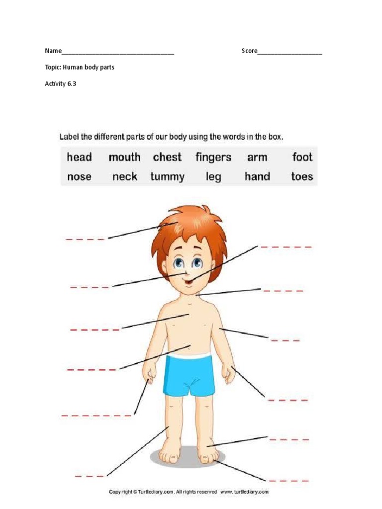 Human Body Parts | PDF