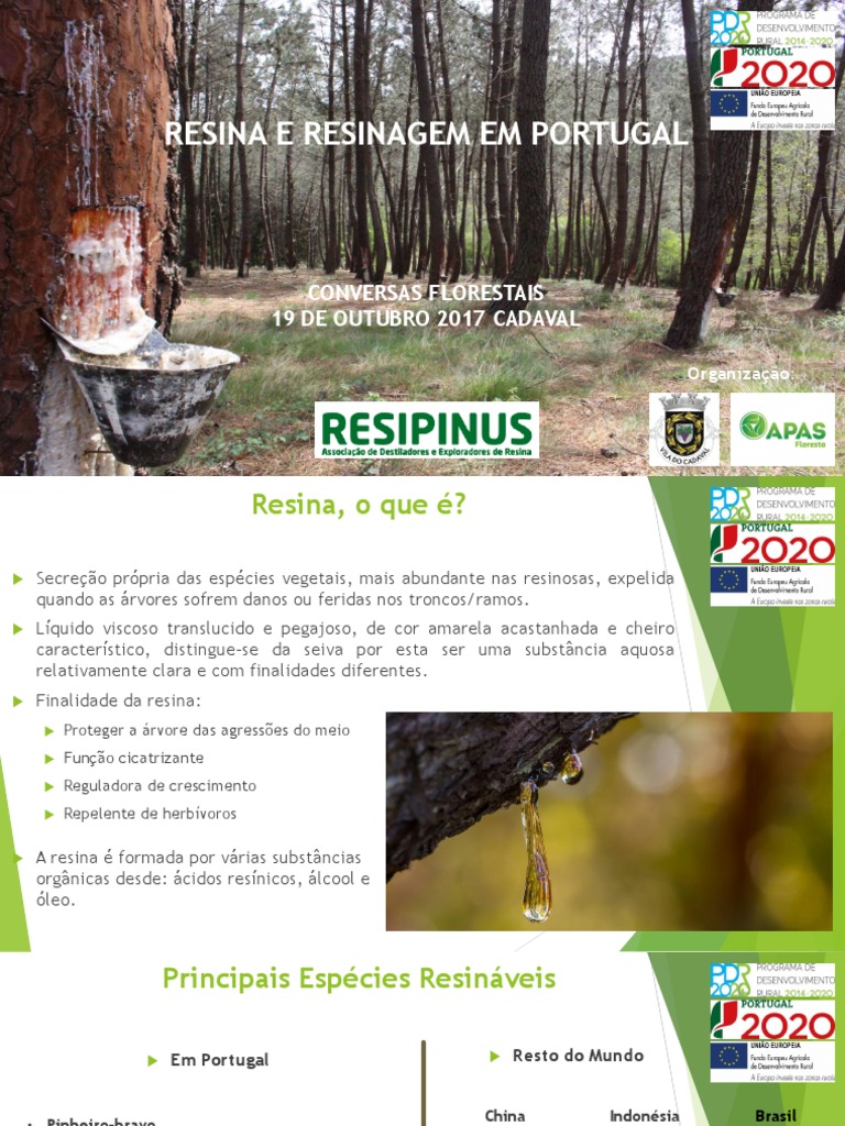 Resinagem em Portugal Cadaval | Download grátis PDF | Resina | Pinheiro