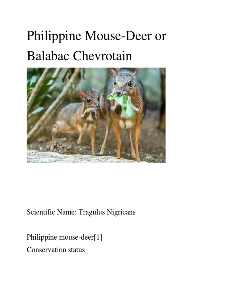 Philippine Mouse-Deer or Balabac Chevrotain: Scientific Name: Tragulus ...