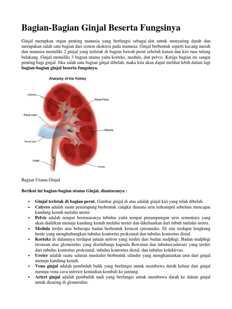 Makalah Bagian Ginjal | PDF | Sains & Matematika