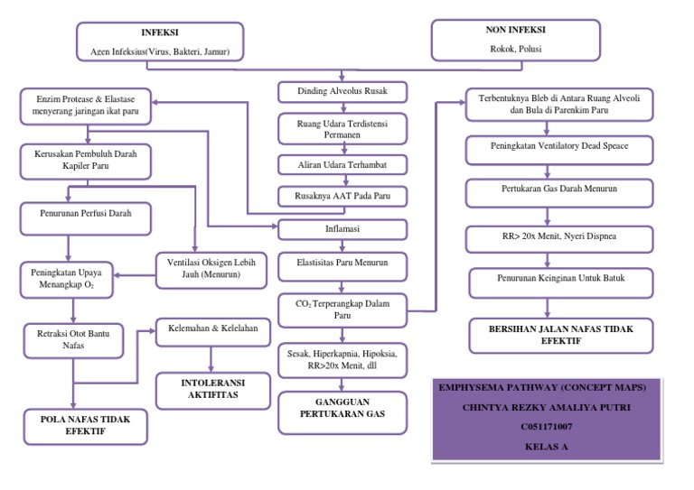 Emphysema Pathway | PDF