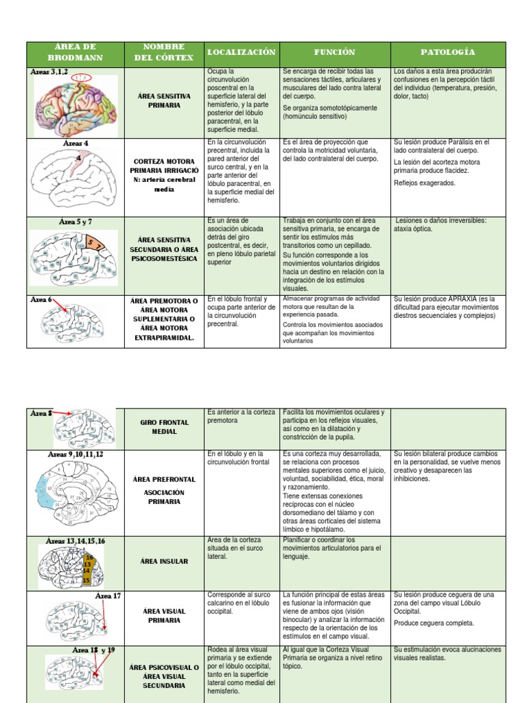 52 ÁreaS de Brodmann | Lóbulo temporal | Hemisferio cerebral