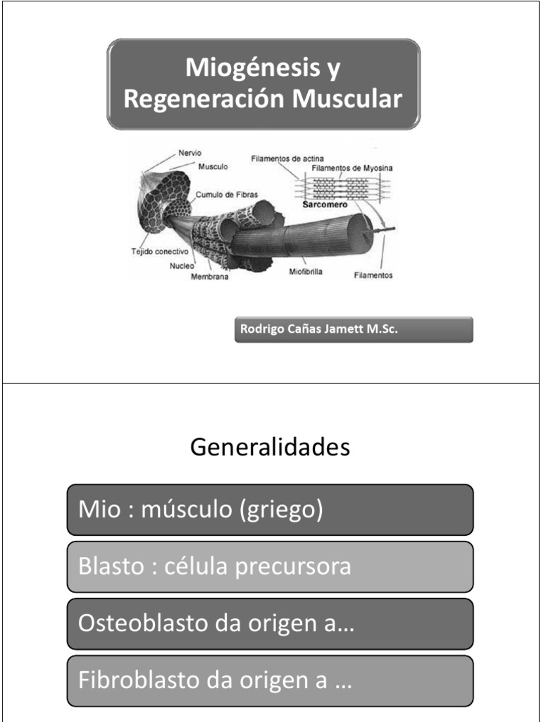 Miogénesis y Regeneración Muscular | PDF | Regeneración (biología ...