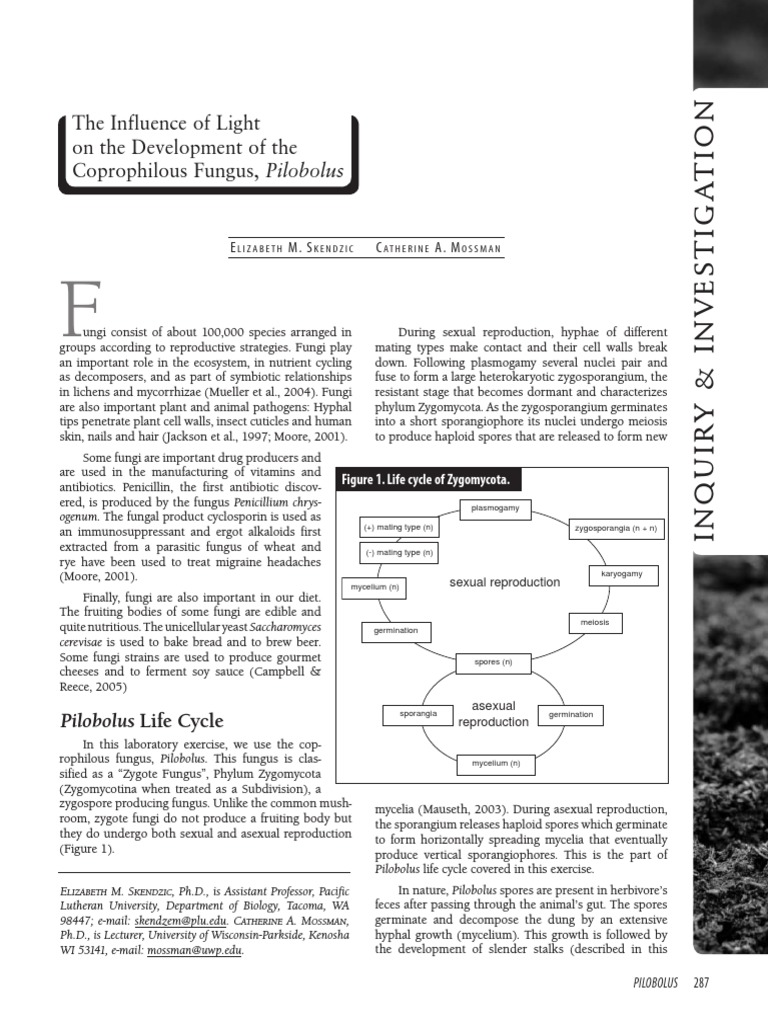 Pilobolus Life Cycle and Light Effects | PDF | Fungus | Organisms