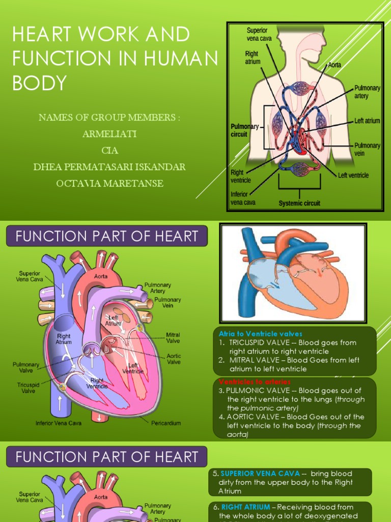 Heart Structure and Function Explained | PDF | Atrium (Heart) | Heart Valve