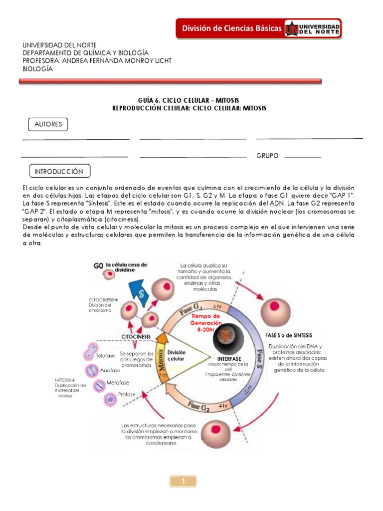Etapas del Ciclo Celular y Mitosis | PDF | Mitosis | Ciclo celular